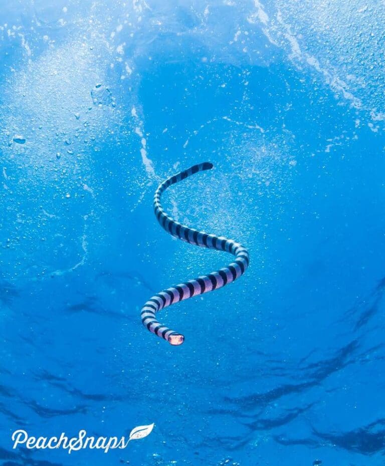 Banded Sea Snake (Sea Krait): ID, Behavior & Dive Precautions