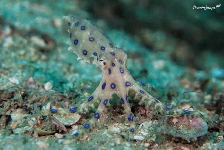 Blue-Ringed Octopus: ID, Venom Facts & Diver Safety Tips
