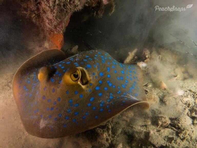 Blue-Spotted Ribbontail Ray: ID Guide, Habitat & Behavior