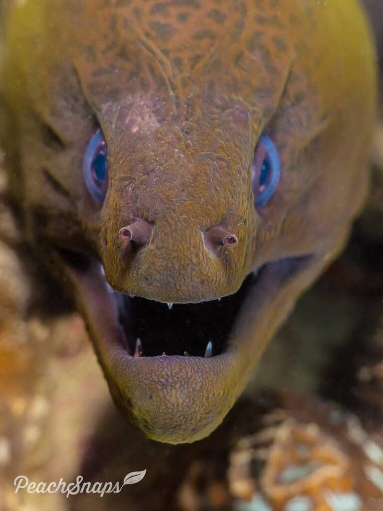 Giant Moray Eel: Facts, Behavior & Safety Tips for Divers