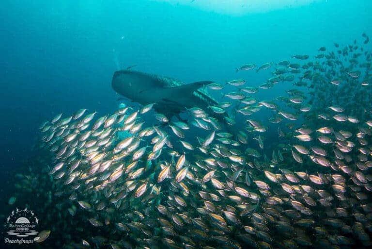 Snorkeling vs Scuba Diving: What’s the Difference Explained