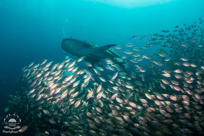 Snorkeling vs Scuba Diving: What’s the Difference Explained