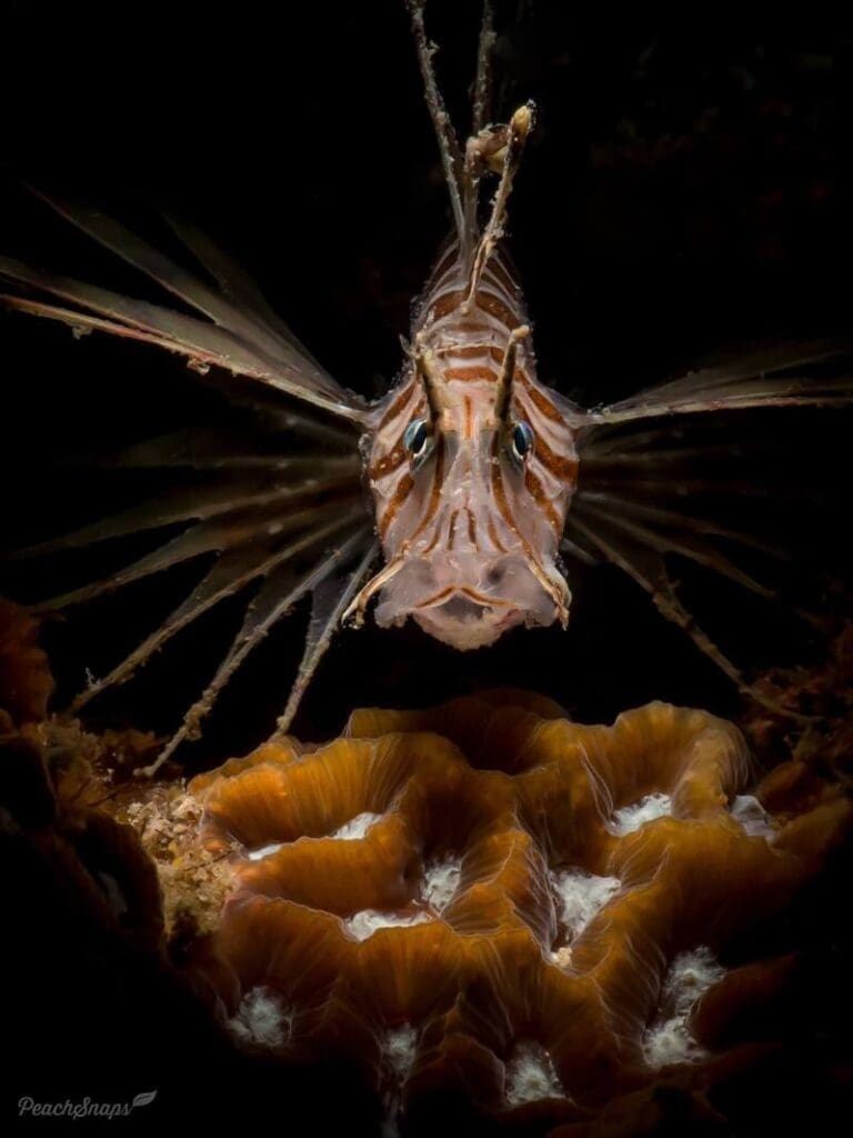 Lionfish: Facts, Identification, Invasion & Diver Safety Tips