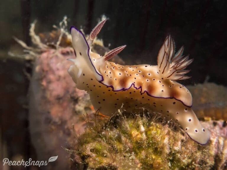 Risbecia tryoni Nudibranch: ID, Behavior & Dive Spotting Tips