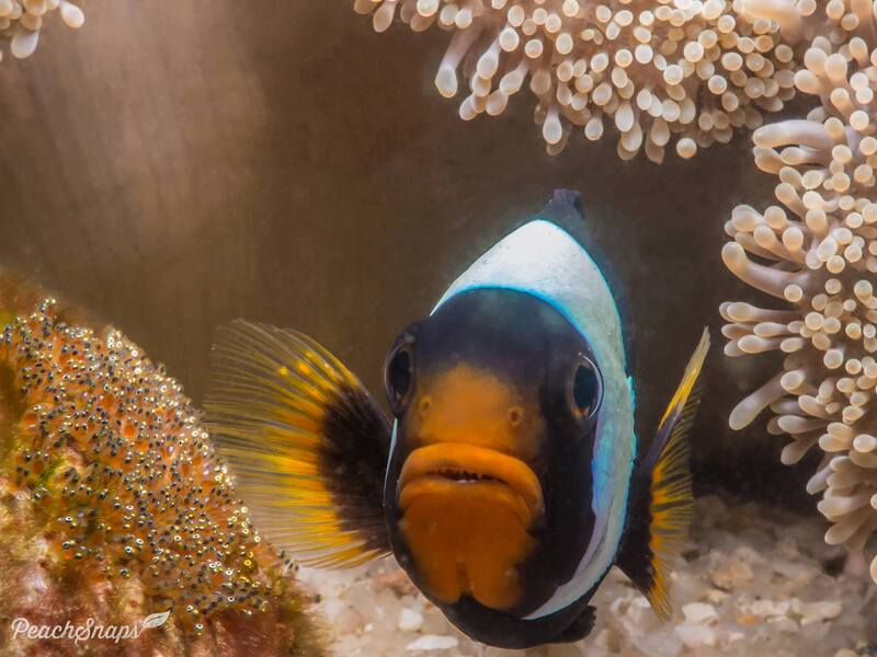 Saddleback Anemonefish: Behavior, Habitat & ID Guide